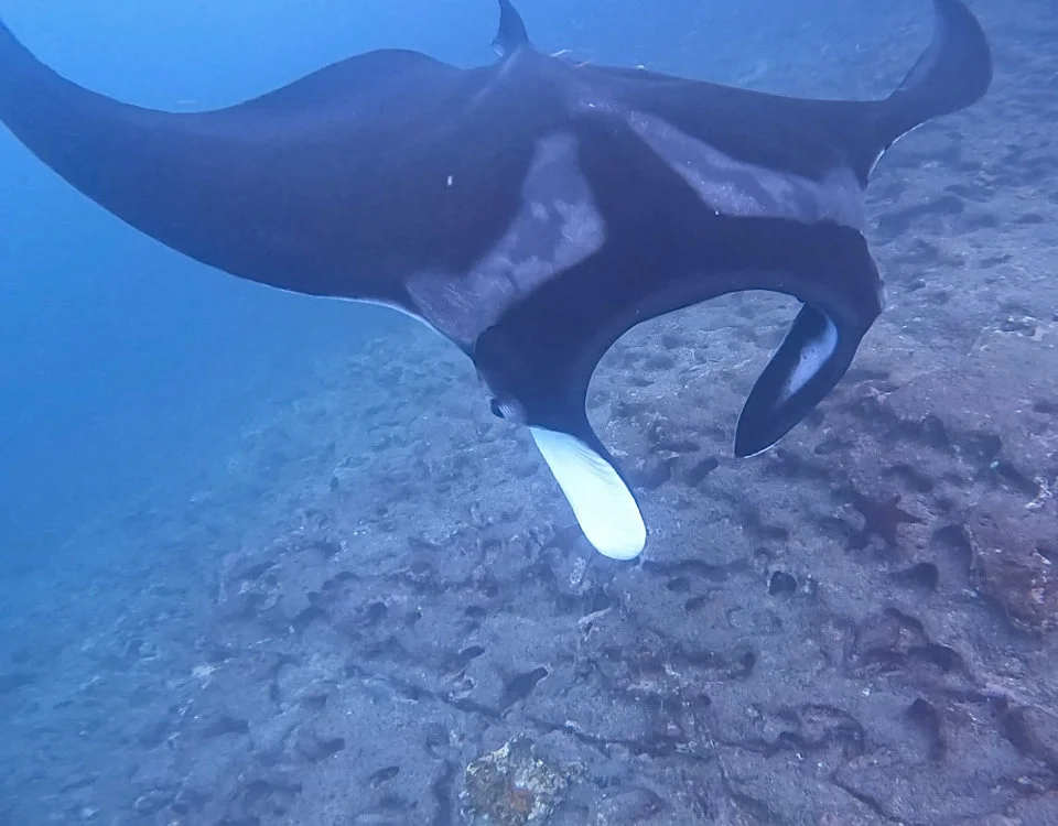 Tour isla daphne - travelexperiencegalapagos.com